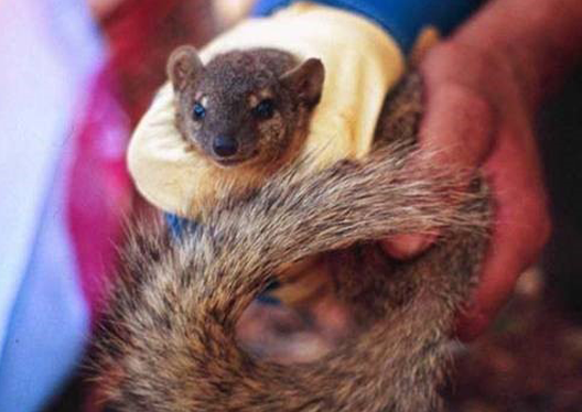 Bio – Rina Nichols